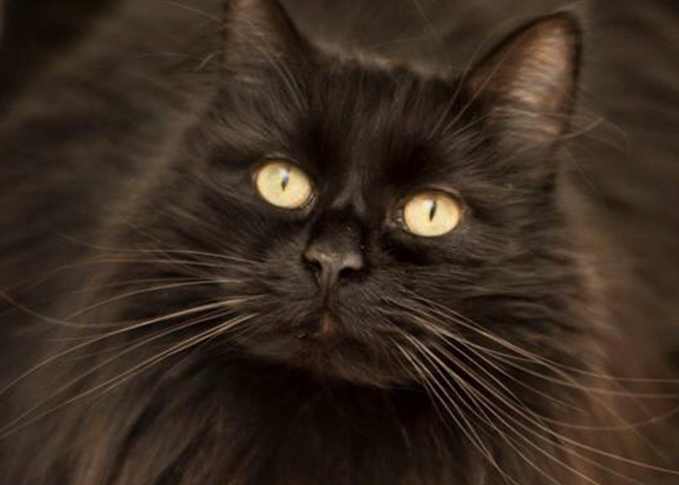 PAWS Of Grays Harbor Until United With Family paws-of-grays-harbor-until-united-with-family
